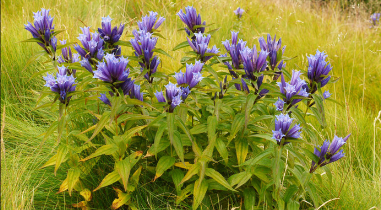 Gentian extract for sale - HappyLife